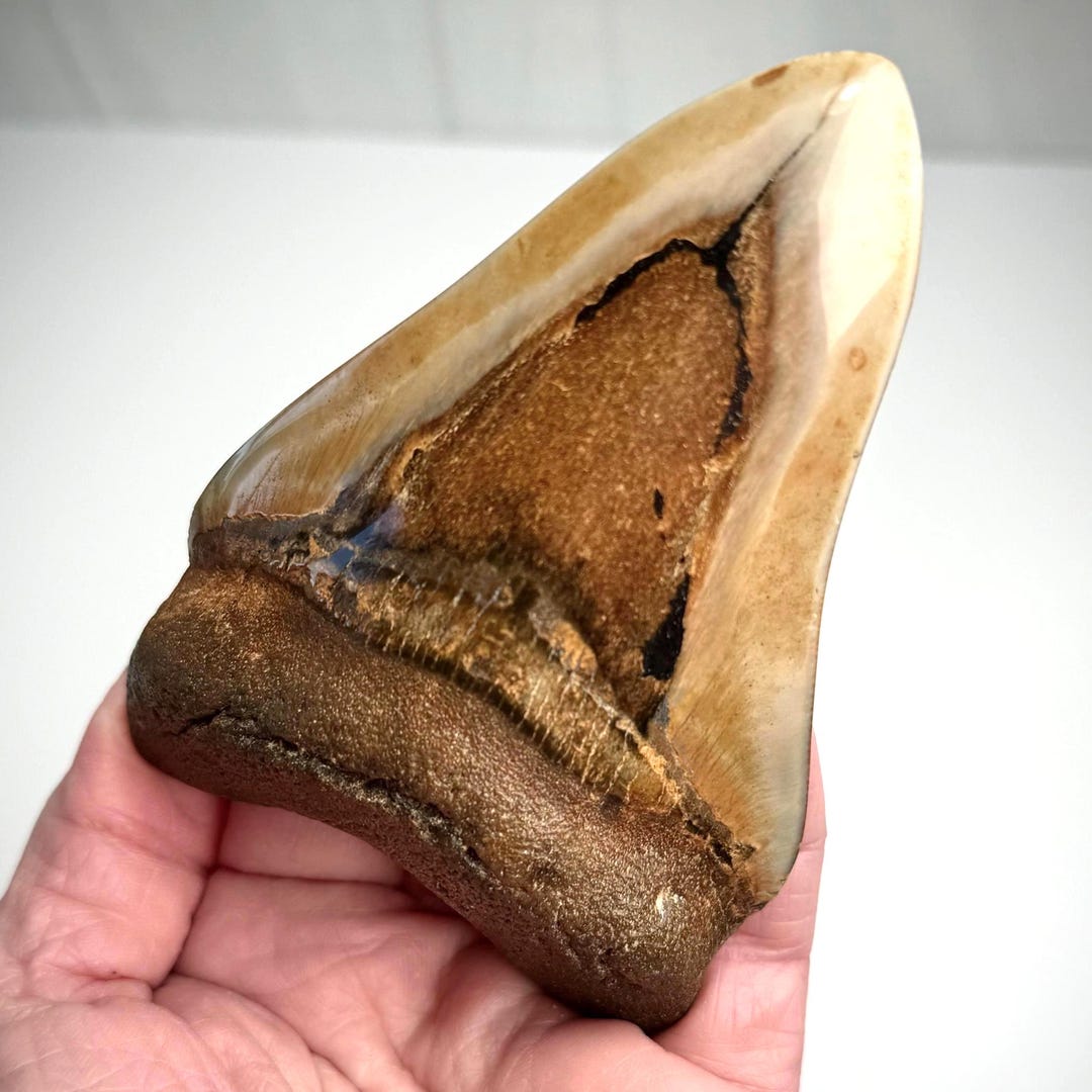 Megalodon Shark Polished Tooth 4.25" Authentic Fossil: Customized Stand ...