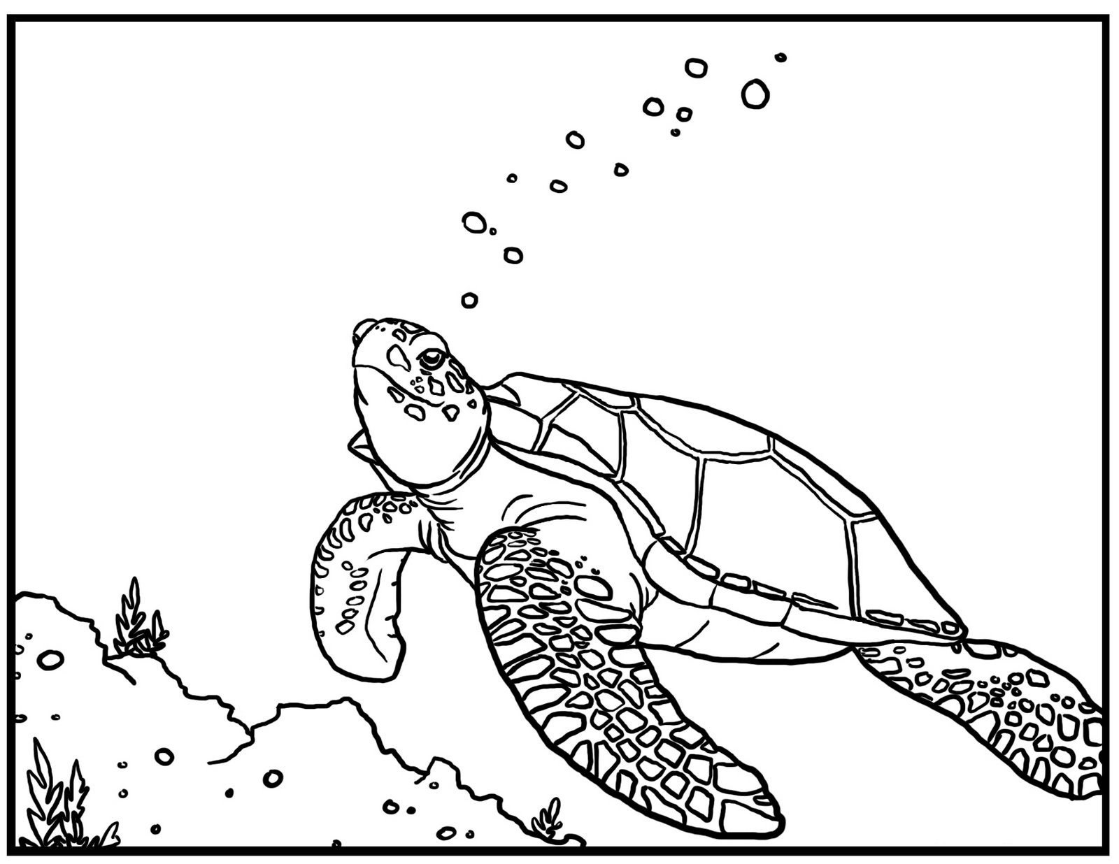 10 Turtle Themed Coloring Pages - Digital Download - Etsy