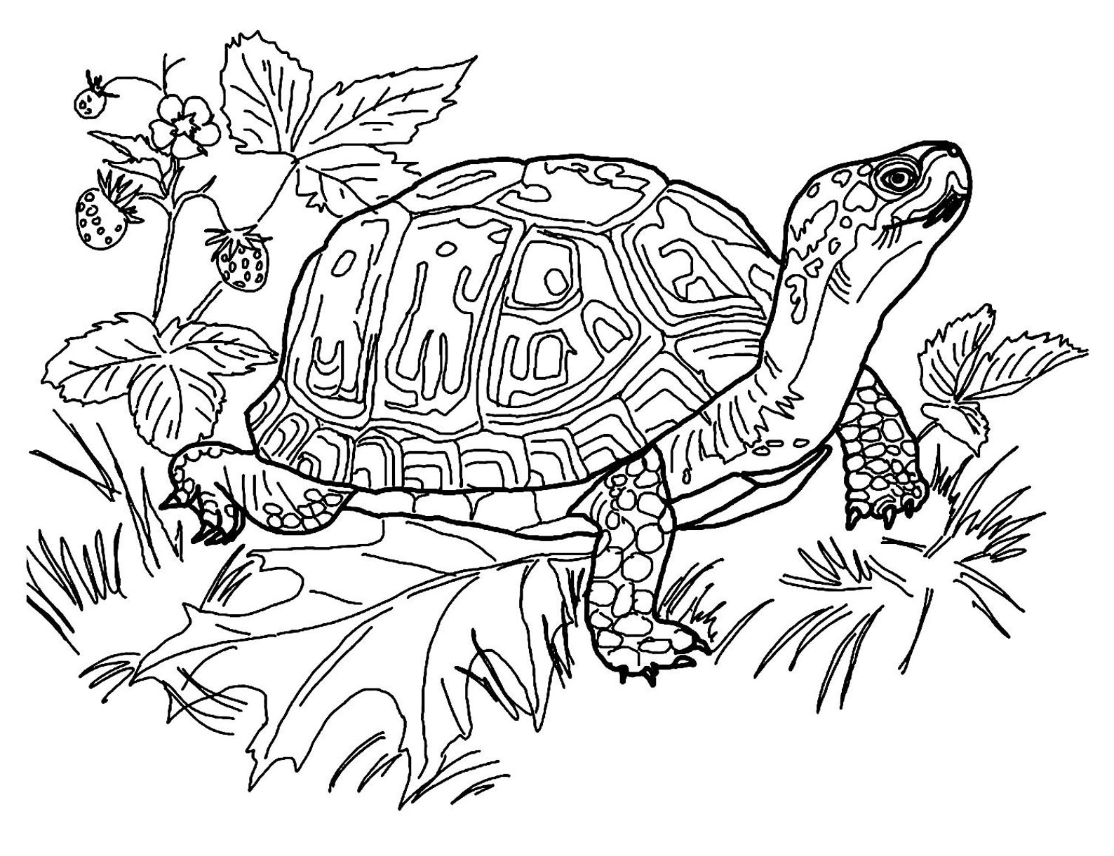 10 Turtle Themed Coloring Pages - Digital Download - Etsy
