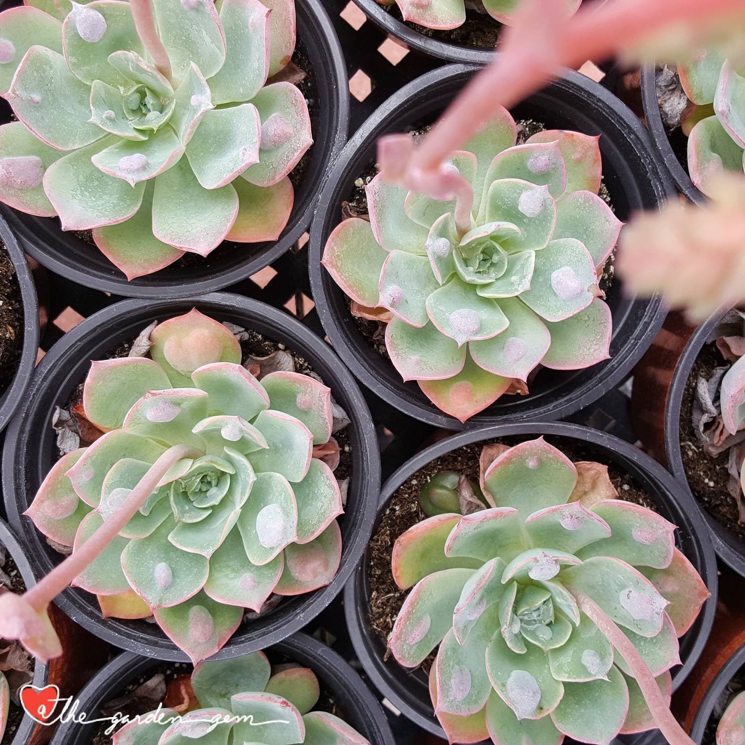 Echeveria Raindrops Succulents Live Plants | Etsy