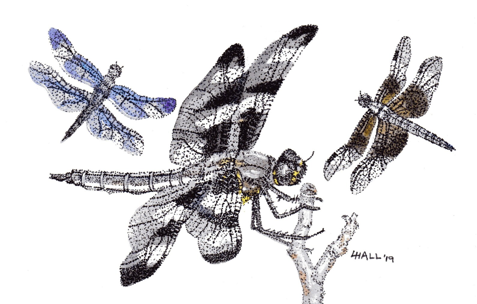 Dragonflies Watercolor Pen and Ink Stippling Poster - Etsy