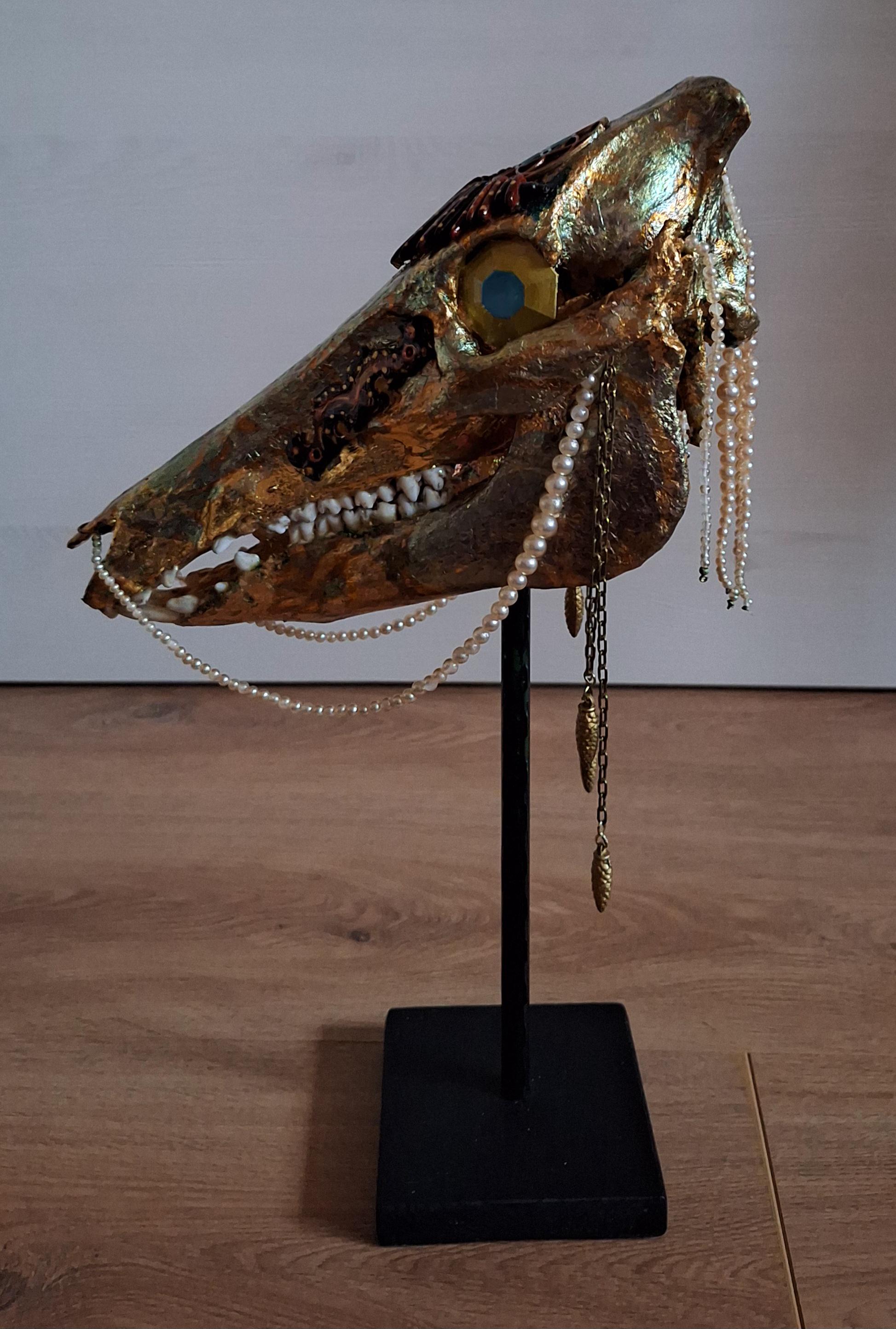 Modified Wild Boar Skull Taxidermy Steampunk Fantasy Animal Skull Skull ...