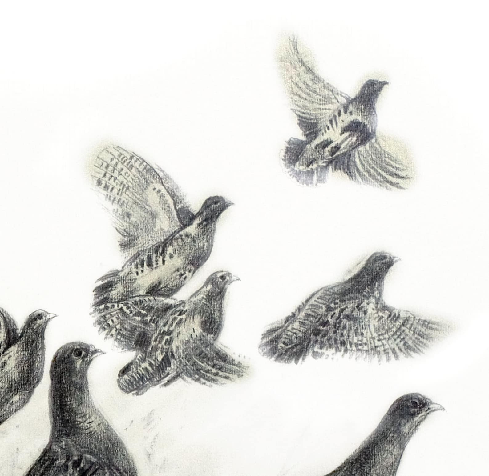 Partridges Signed Print Bird drawing Wildlife animal art | Etsy