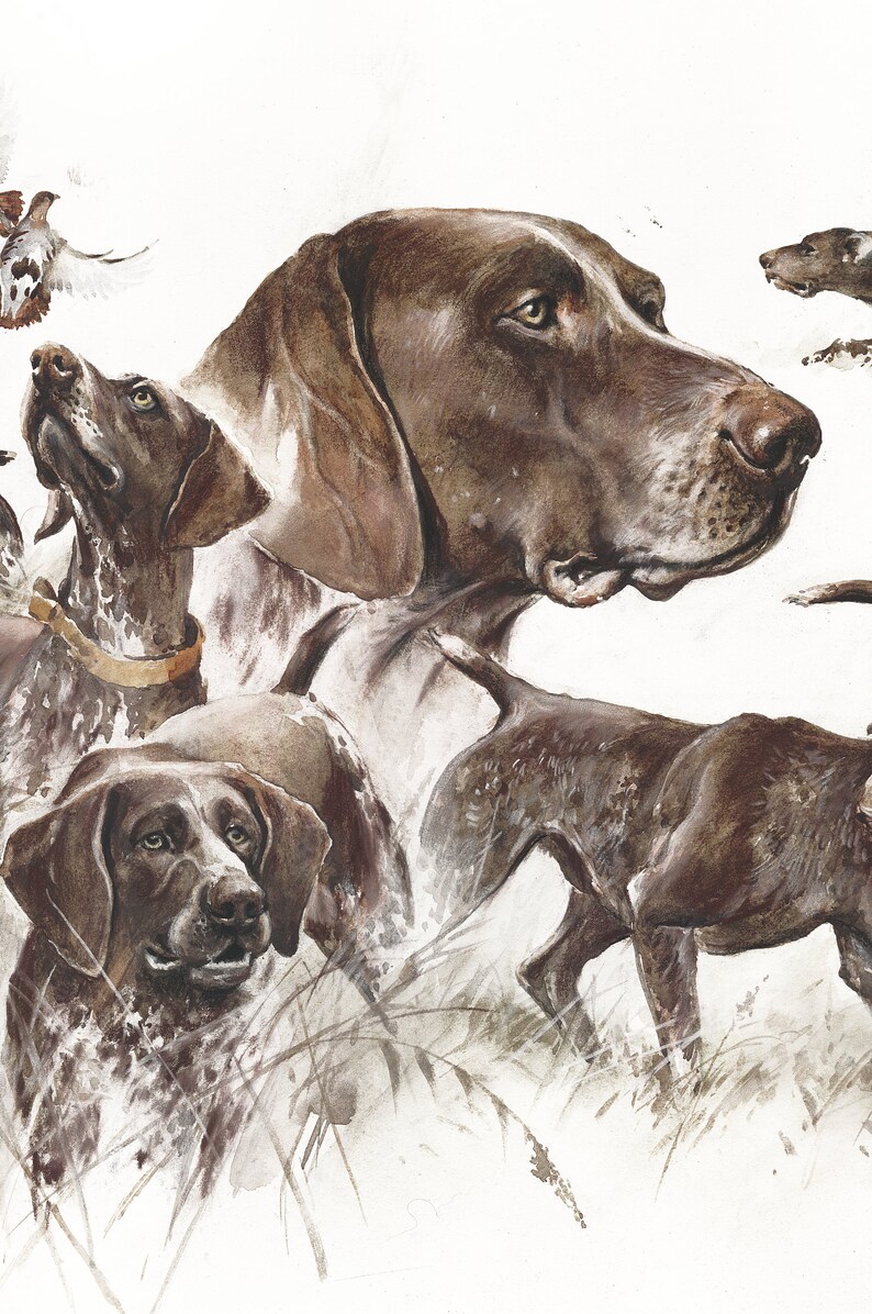 German Shorthaired Pointer Print Pointer Art German Pointer | Etsy