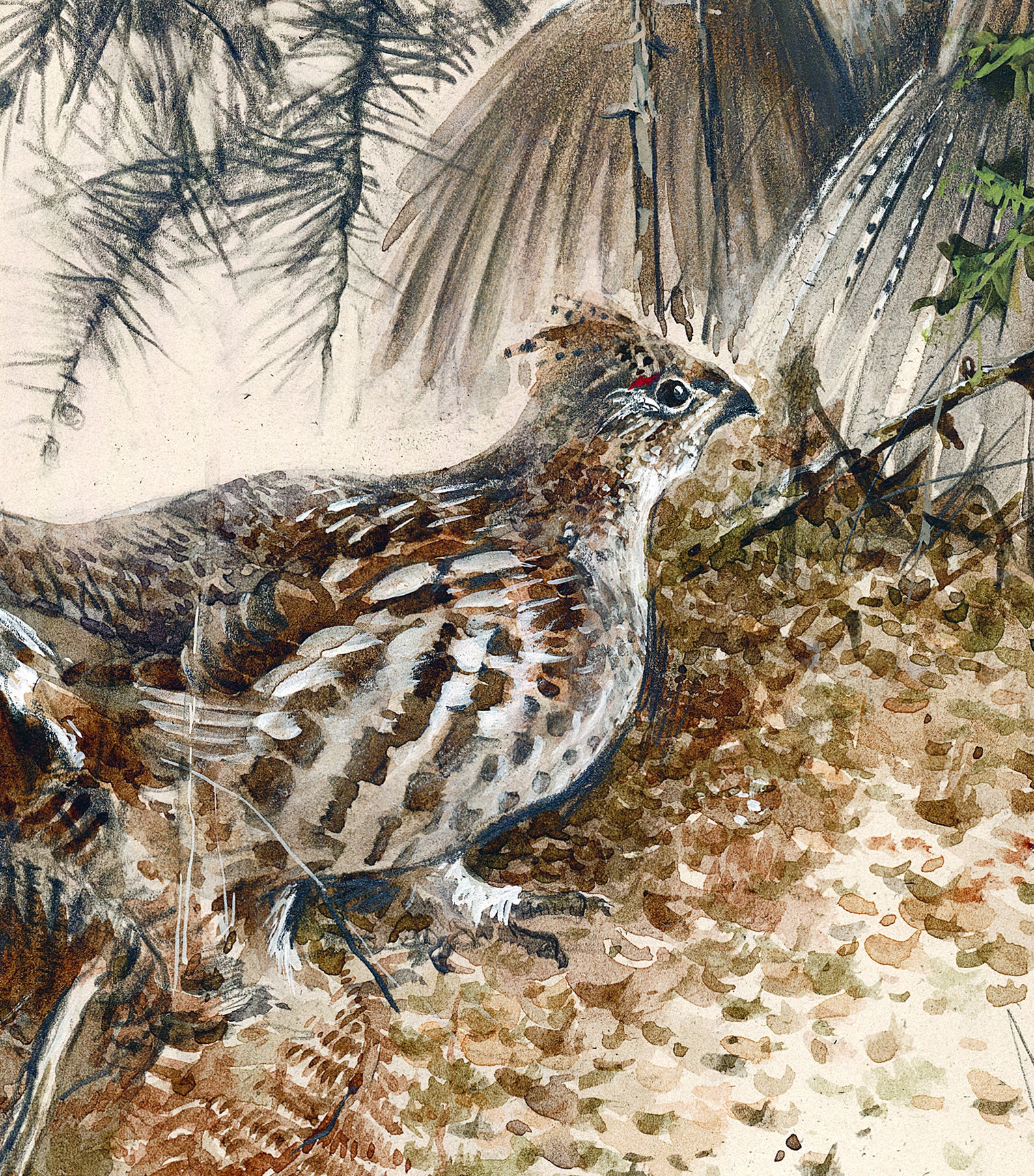 Watercolor Print grouse Ruffled Grouse Grouse - Etsy