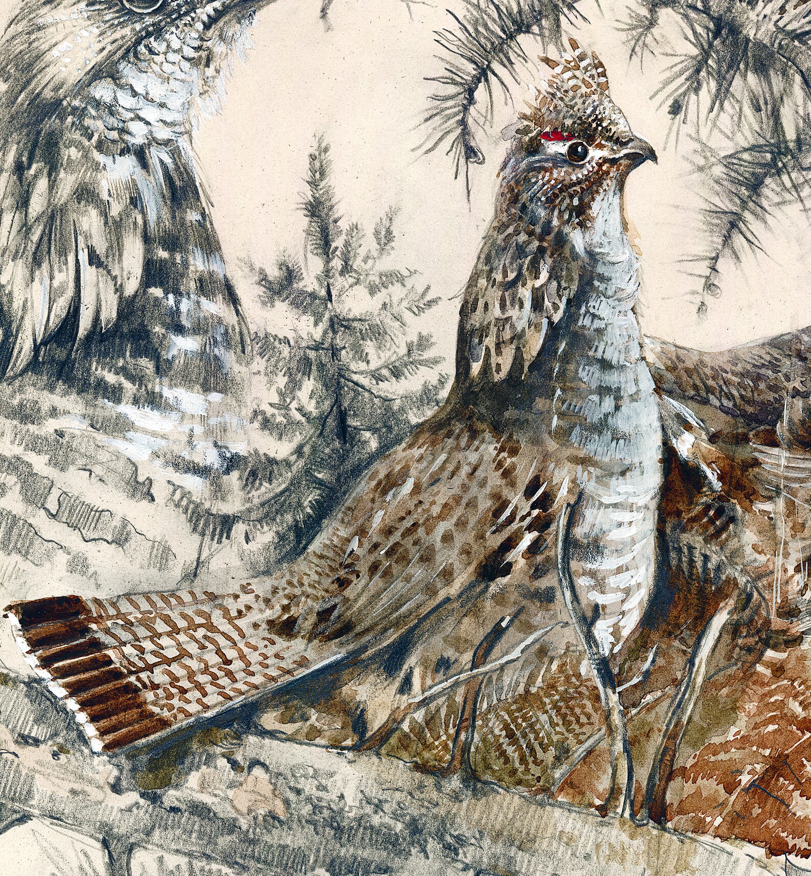 Watercolor Print grouse Ruffled Grouse Grouse - Etsy