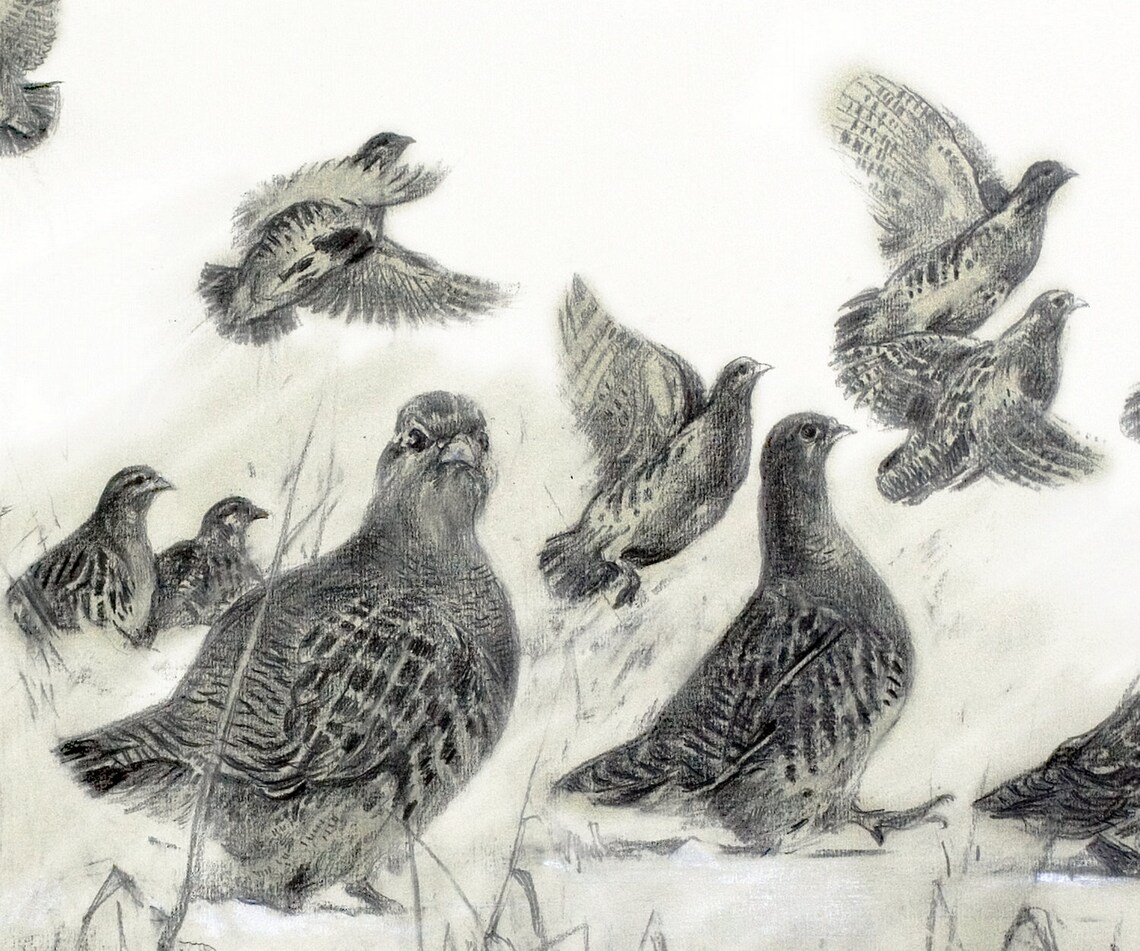 Partridges Signed Print Bird drawing Wildlife animal art | Etsy