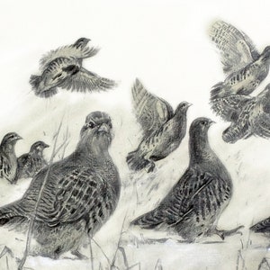 Partridges Signed Print, Bird Drawing, Wildlife Animal Art, Partridge ...