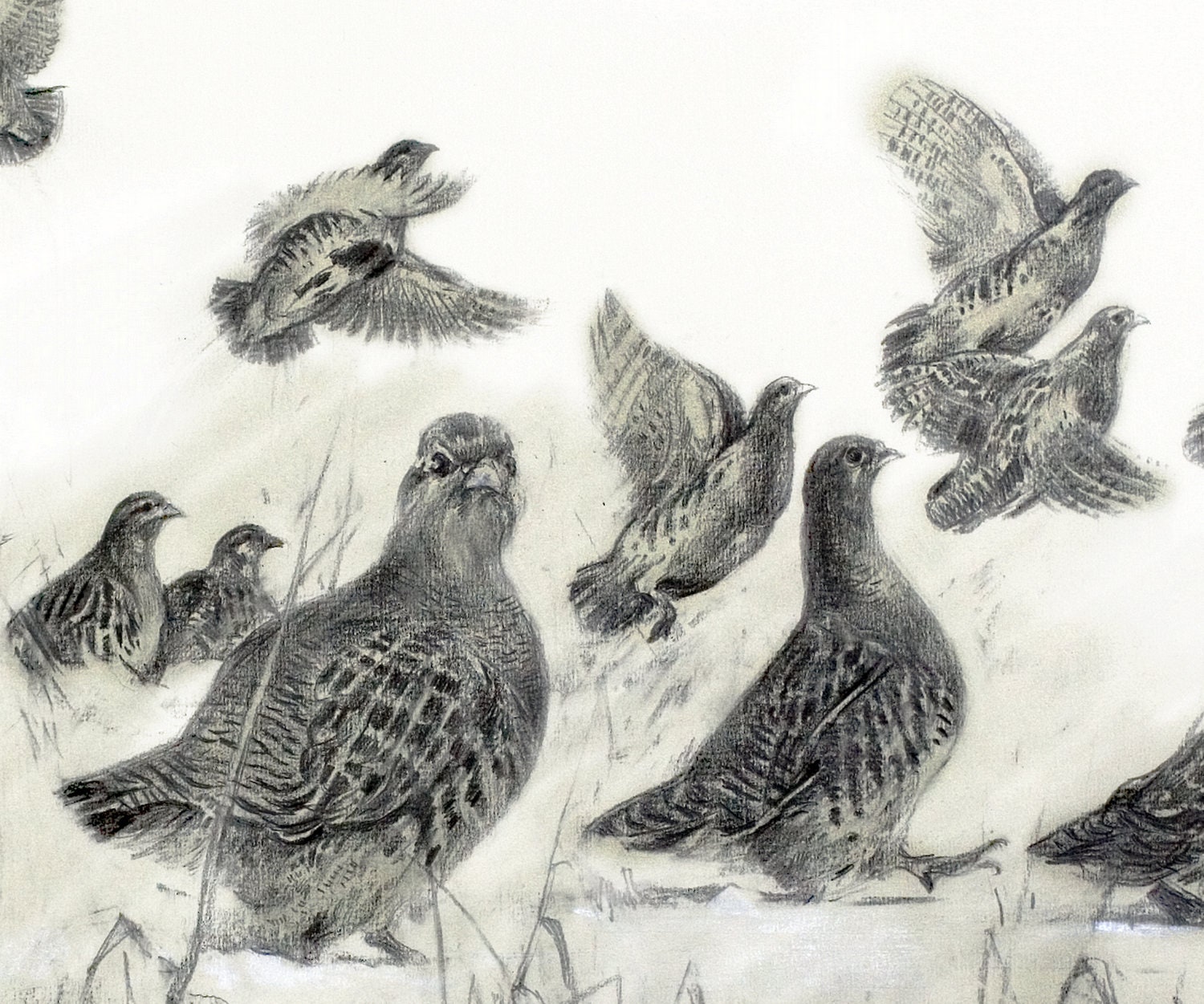 Partridges Signed Print Bird drawing Wildlife animal art | Etsy