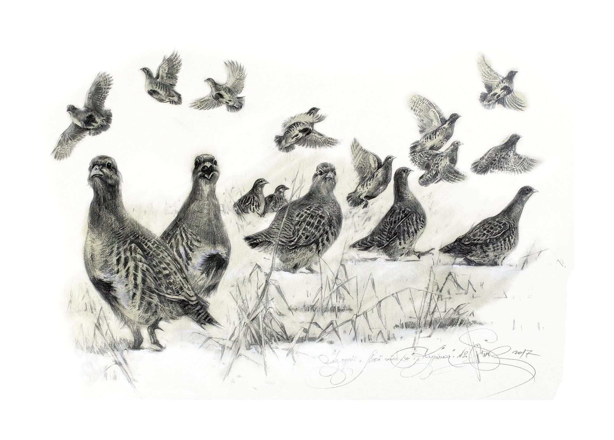 Partridges Signed Print Bird Drawing Wildlife Animal Art - Etsy