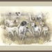 Llewellin Setter Print infield , Setter Art, Llewellin Print, Llewellin ...