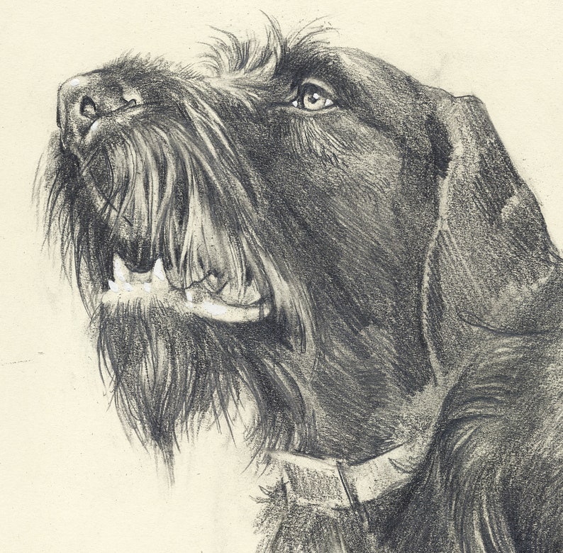 German Wirehaired Pointer. Hunting Signed Print by - Etsy