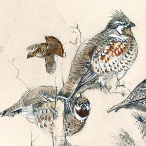Watercolor Print "grouse", Ruffled Grouse, Grouse Hunting, Red Grouse ...