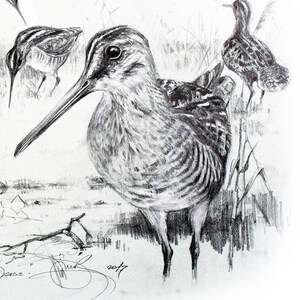 Snipe Signed Print, Bird Drawing, Wildlife Animal Art, Wild Bird Art ...