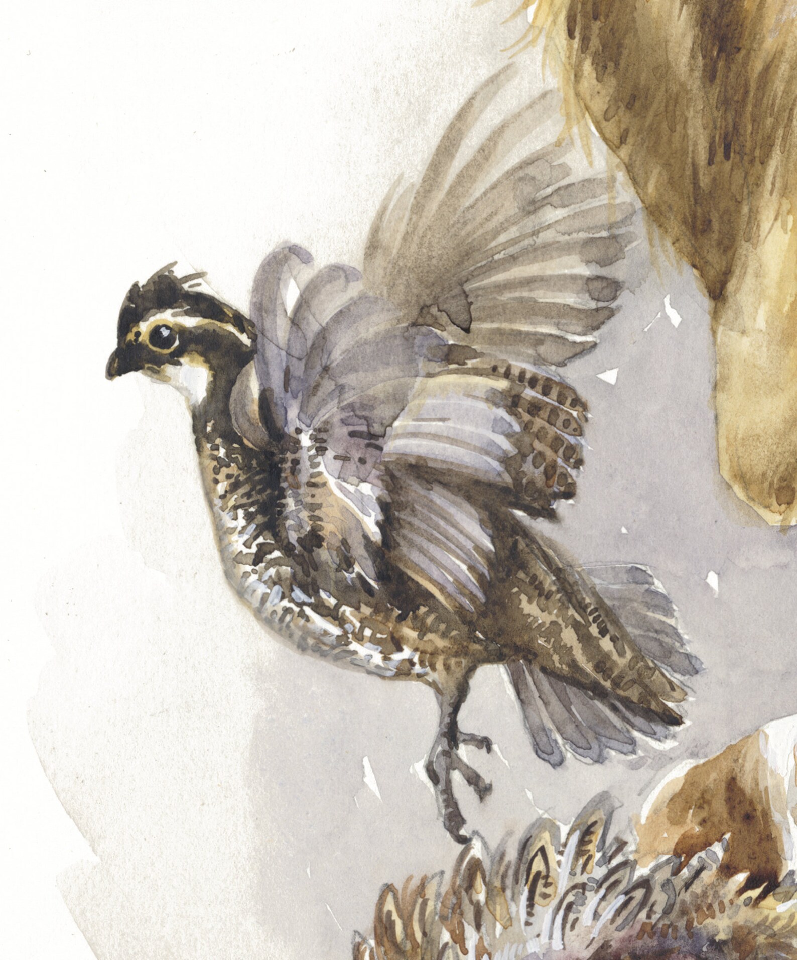 Brittany. Bird Hunting Watercolor Print by Valery | Etsy