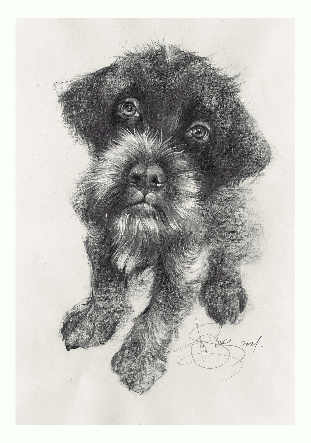 Little Griffon With a Great Future" Author's Signature Print Korthals ...