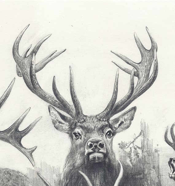 Disegni Di Caccia Al Cervo