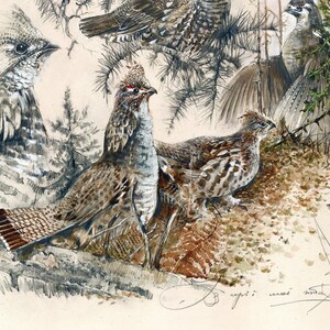 Watercolor Print "grouse", Ruffled Grouse, Grouse Hunting, Red Grouse ...