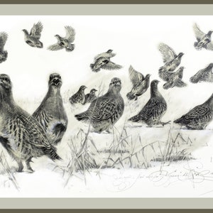 Partridges Signed Print, Bird Drawing, Wildlife Animal Art, Partridge ...