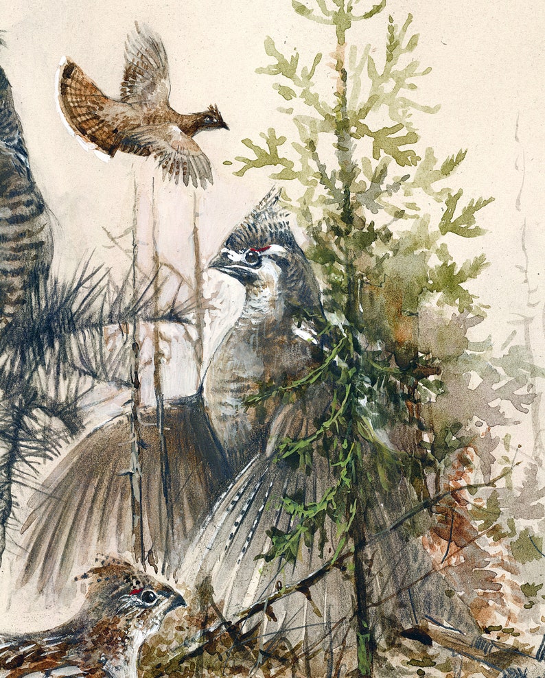Watercolor Print grouse Ruffled Grouse Grouse - Etsy