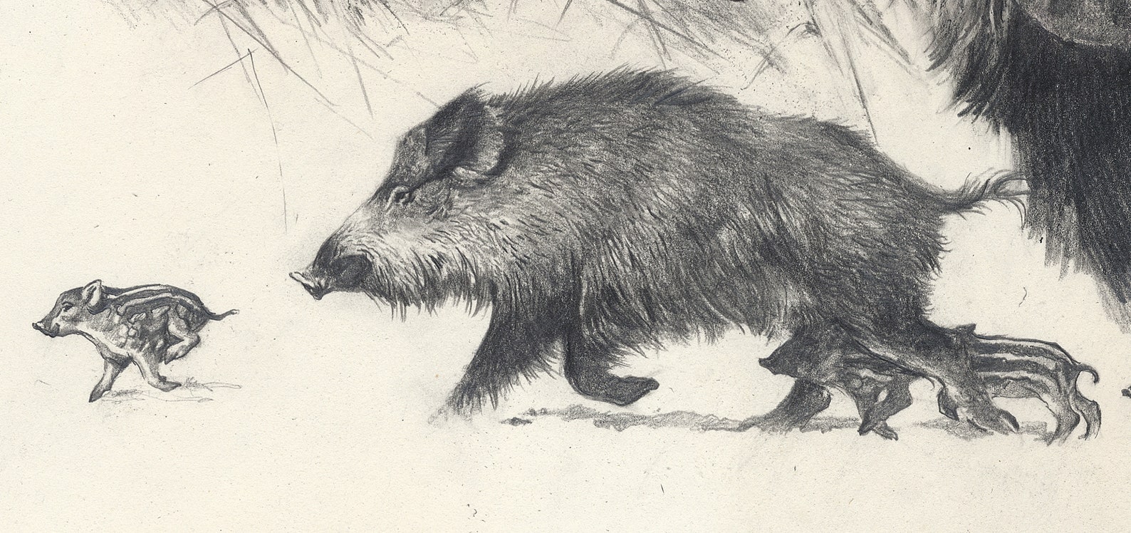 Wild Boars Hunt Graphic Drawing: Signed Author's Art Print - Etsy