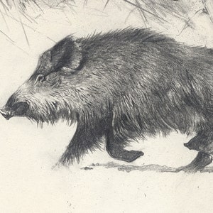 Wild Boars Hunt Graphic Drawing: Signed Author's Art Print - Etsy