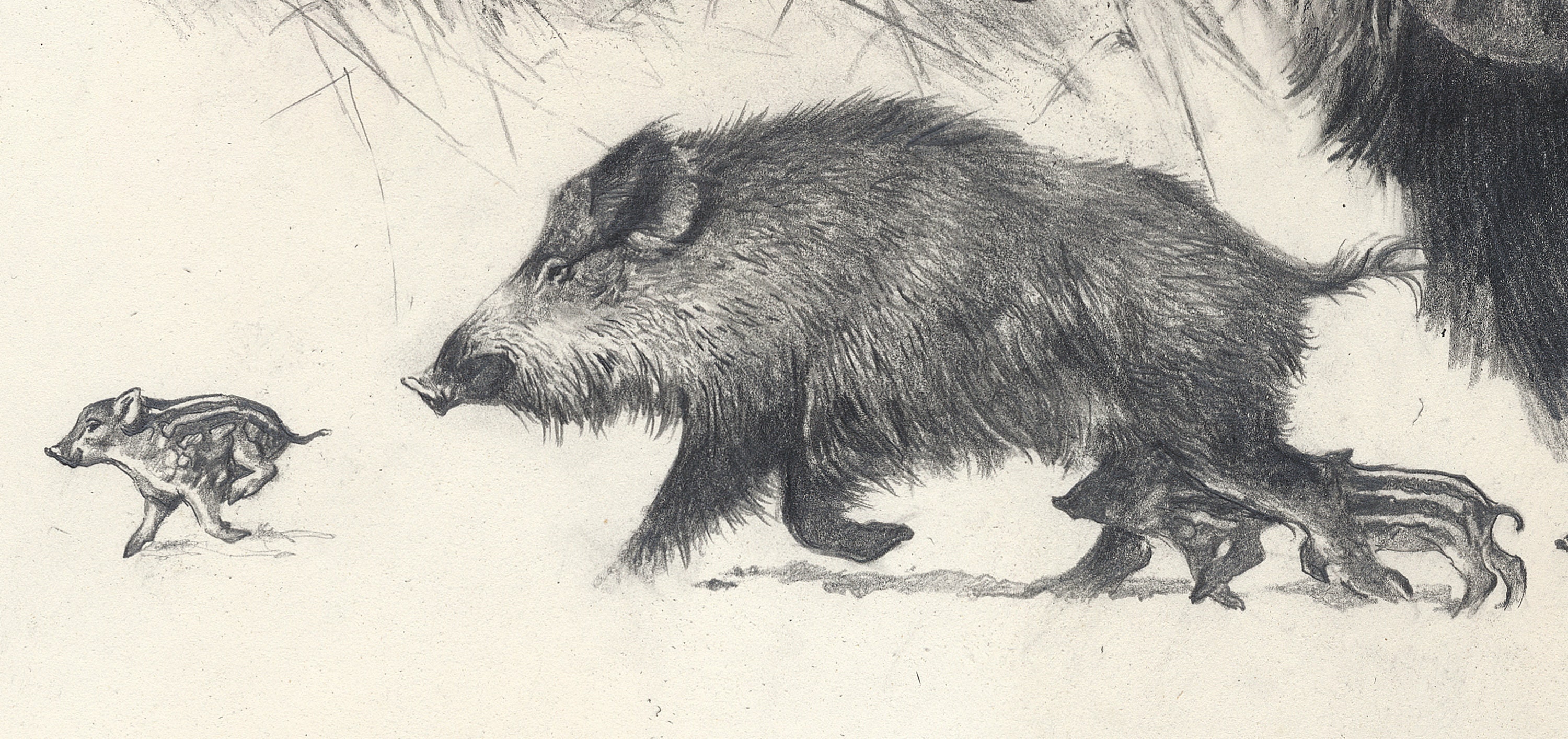 Wild Boars Hunt Graphic Drawing Signed Authors - Etsy UK