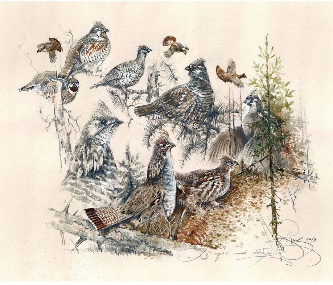 Watercolor Print "grouse", Ruffled Grouse, Grouse Hunting, Red Grouse ...