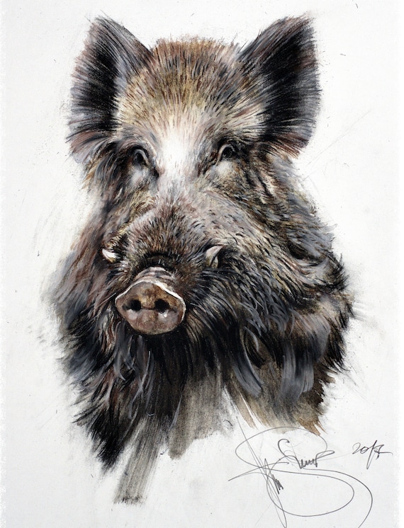 Wild Hog Drawings