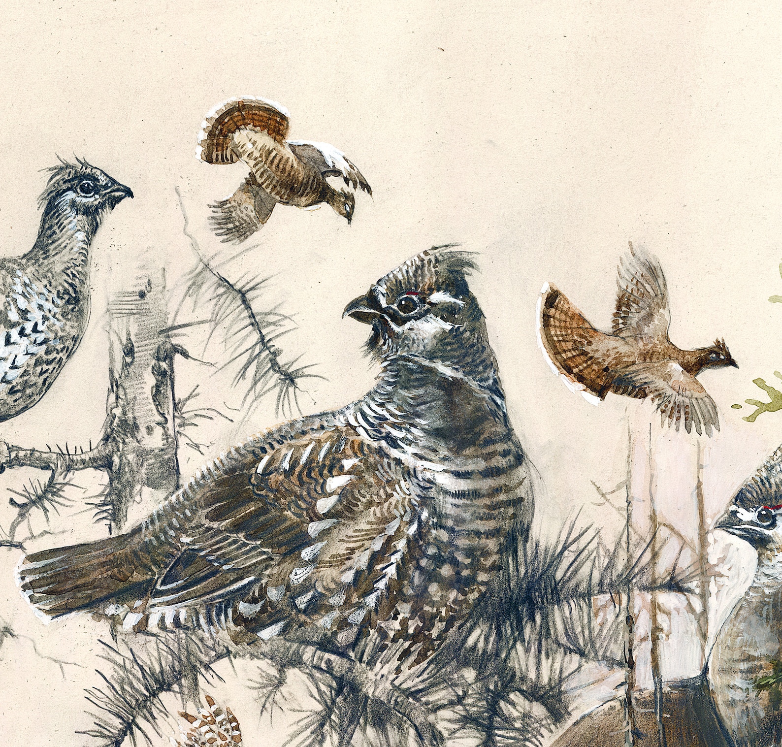 Watercolor Print grouse Ruffled Grouse Grouse - Etsy