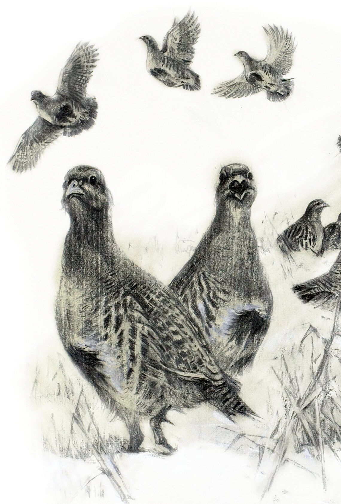 Partridges Signed Print Bird drawing Wildlife animal art | Etsy