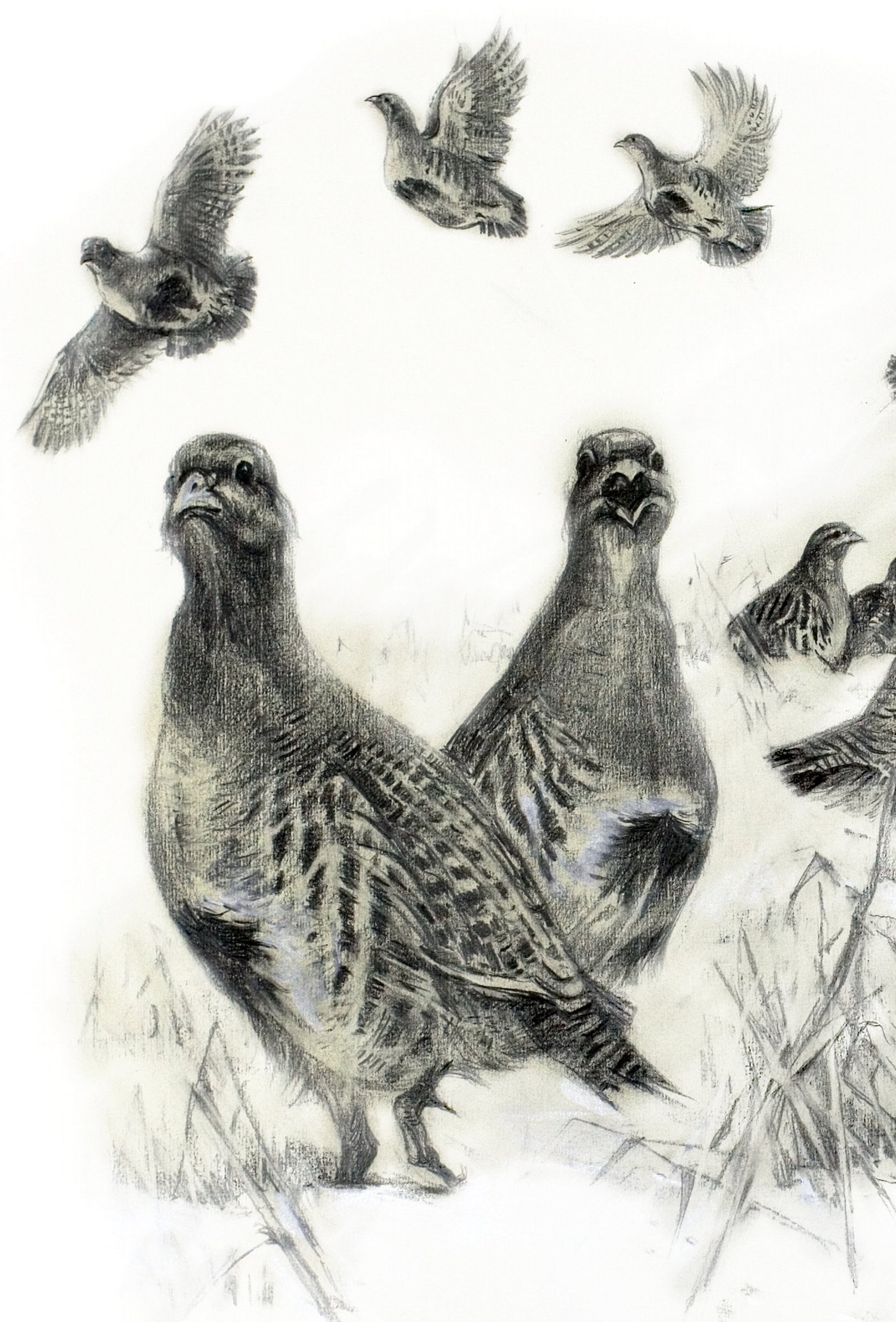 Partridges Signed Print Bird drawing Wildlife animal art | Etsy