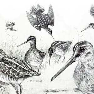 Snipe Signed Print, Bird Drawing, Wildlife Animal Art, Wild Bird Art ...