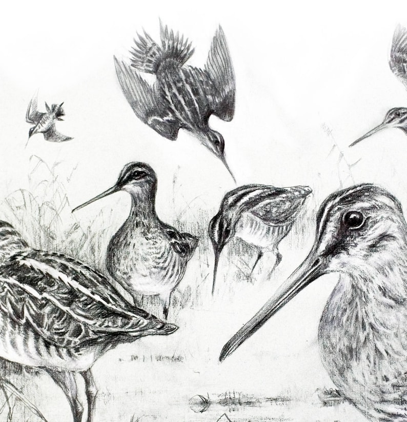 Snipe Signed Print Bird Drawing Wildlife Animal Art Wild - Etsy