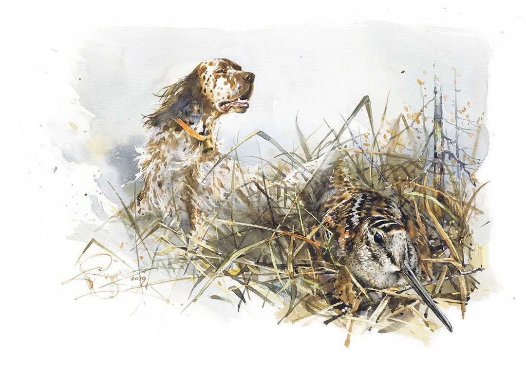 English Setter. on Woodcock" Watercolor Signed Print, English Setter ...