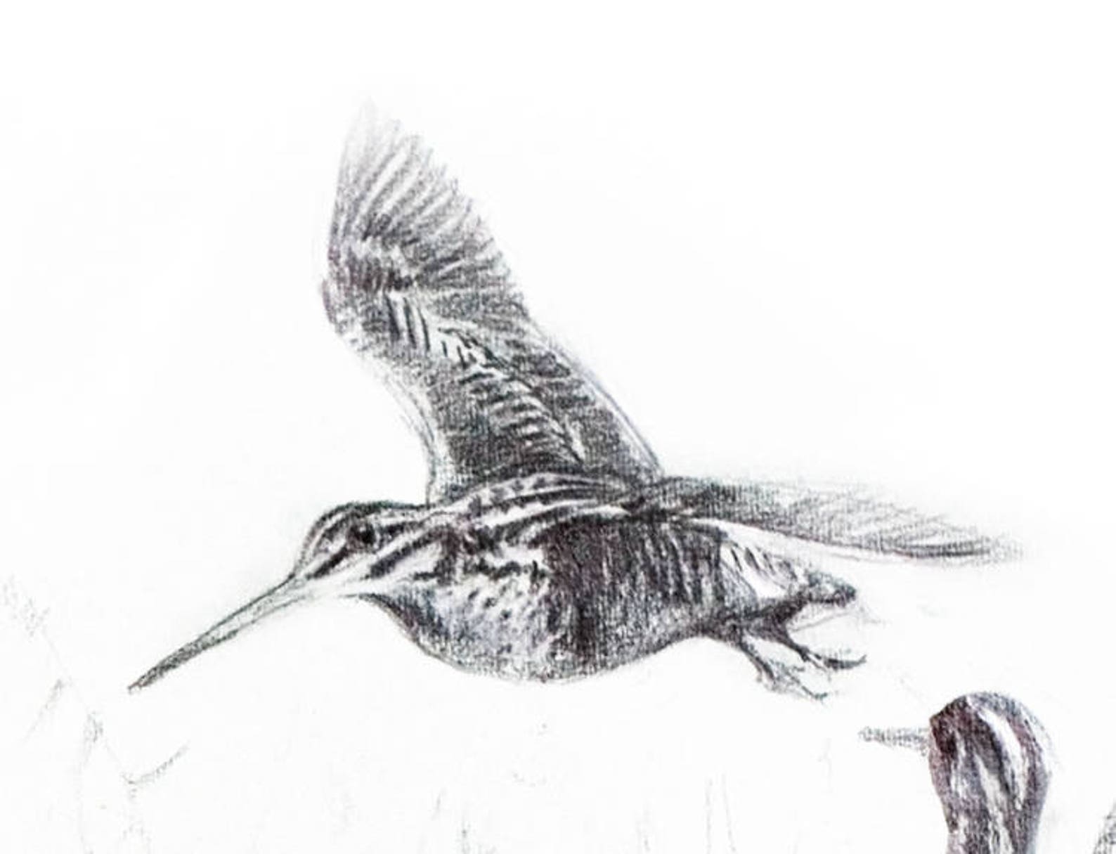 Snipe Signed Print Bird Drawing Wildlife Animal Art Wild - Etsy