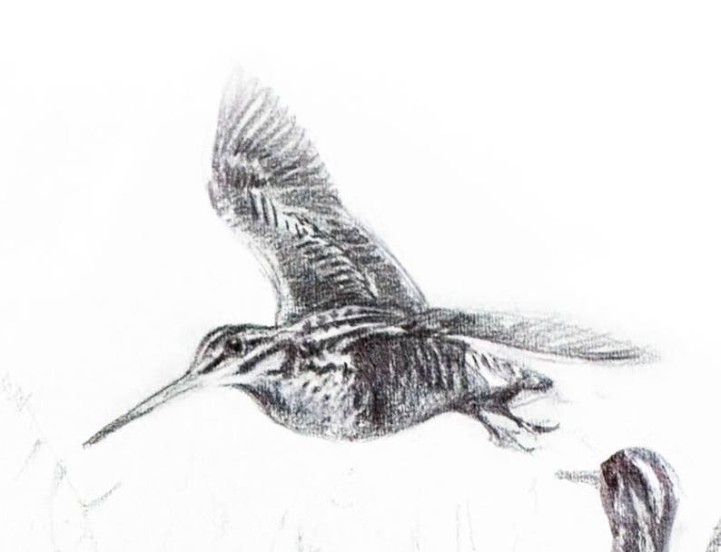 Snipe Signed Print Bird Drawing Wildlife Animal Art Wild - Etsy