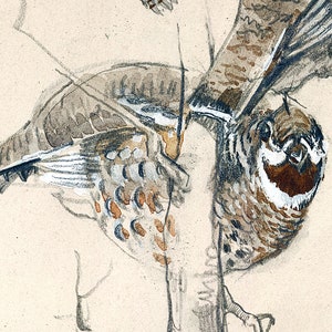 Watercolor Print "grouse", Ruffled Grouse, Grouse Hunting, Red Grouse ...
