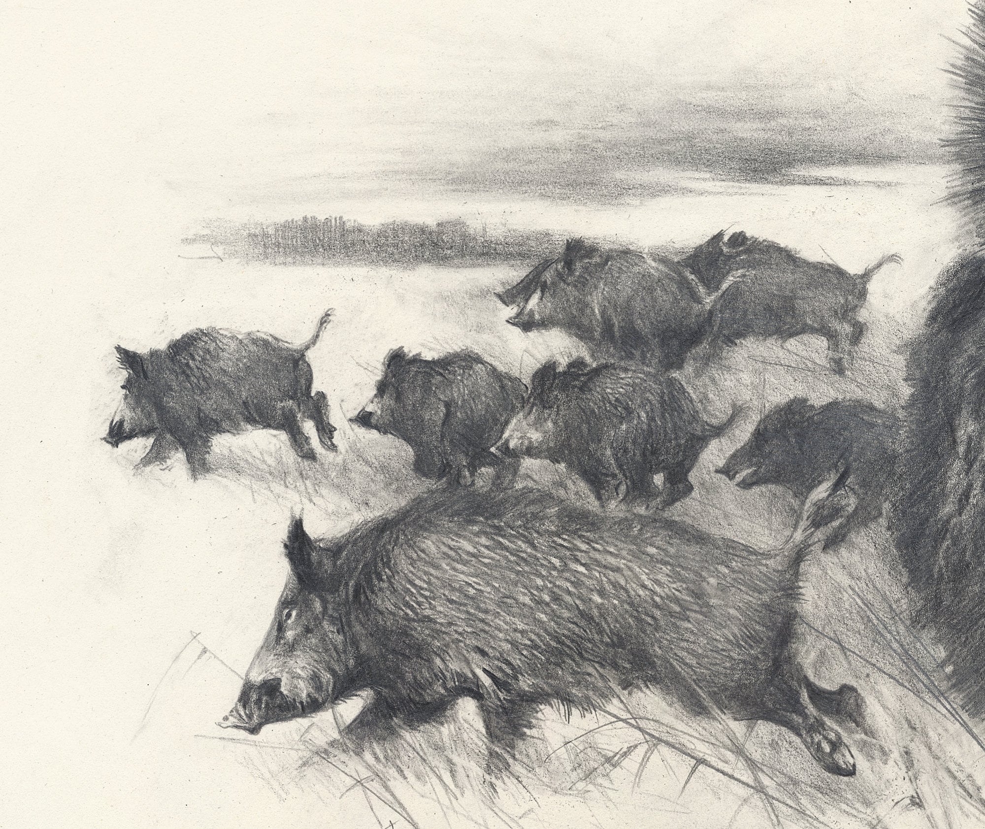 Wild Boars Hunt Graphic Drawing Signed Authors - Etsy UK