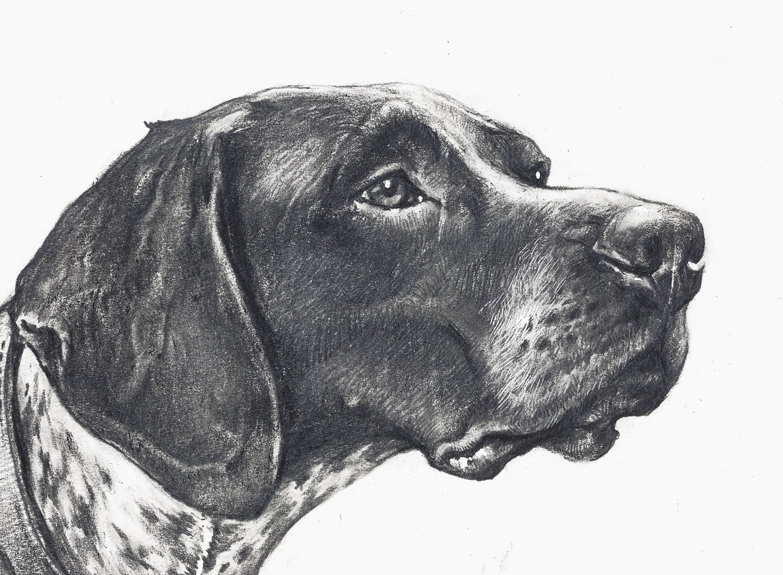 German Shorthaired Pointer Print Pointer Art German Pointer - Etsy
