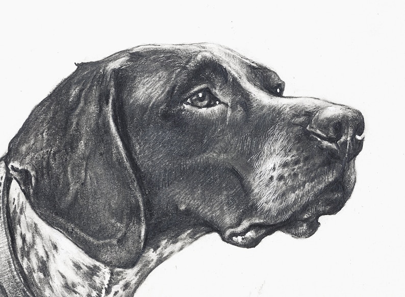 German Shorthaired Pointer Print Pointer Art German Pointer - Etsy