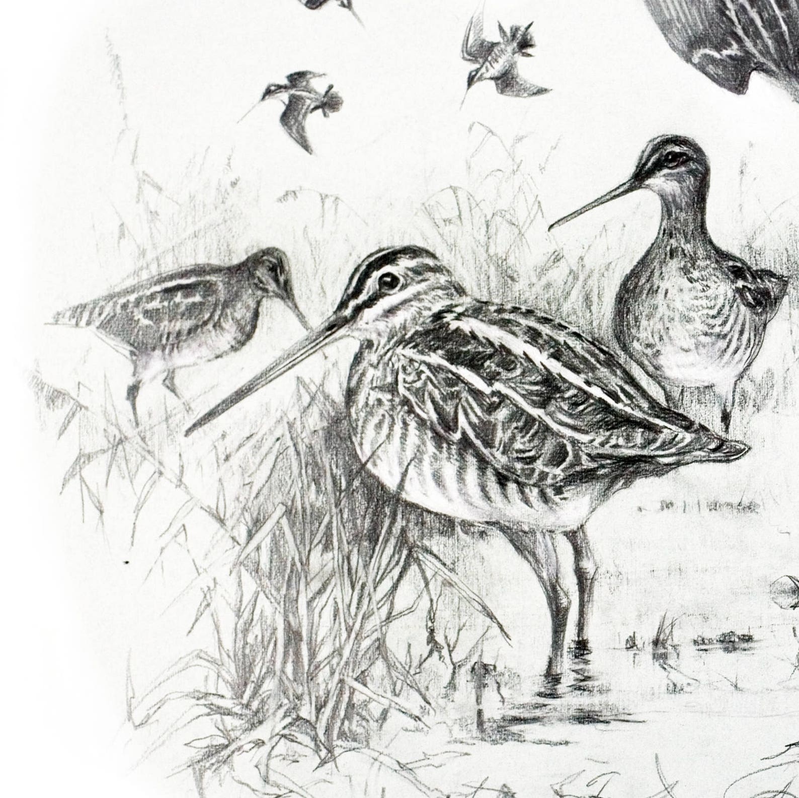 Snipe Signed Print Bird Drawing Wildlife Animal Art Wild - Etsy