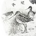 Snipe Signed Print, Bird Drawing, Wildlife Animal Art, Wild Bird Art ...