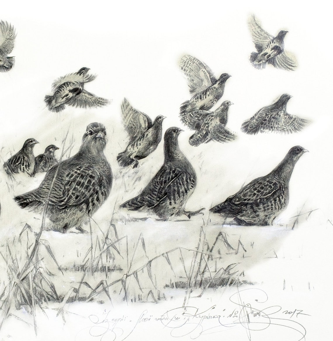 Partridges Signed Print Bird drawing Wildlife animal art | Etsy