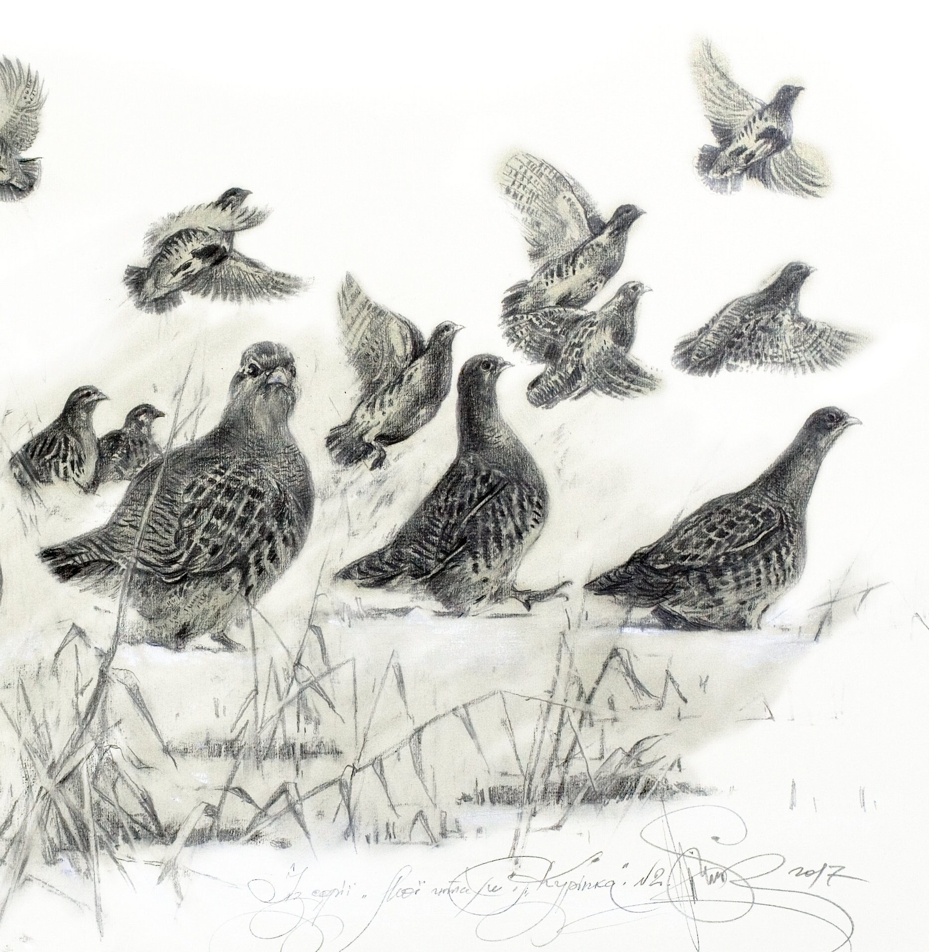 Partridges Signed Print Bird Drawing Wildlife Animal Art - Etsy