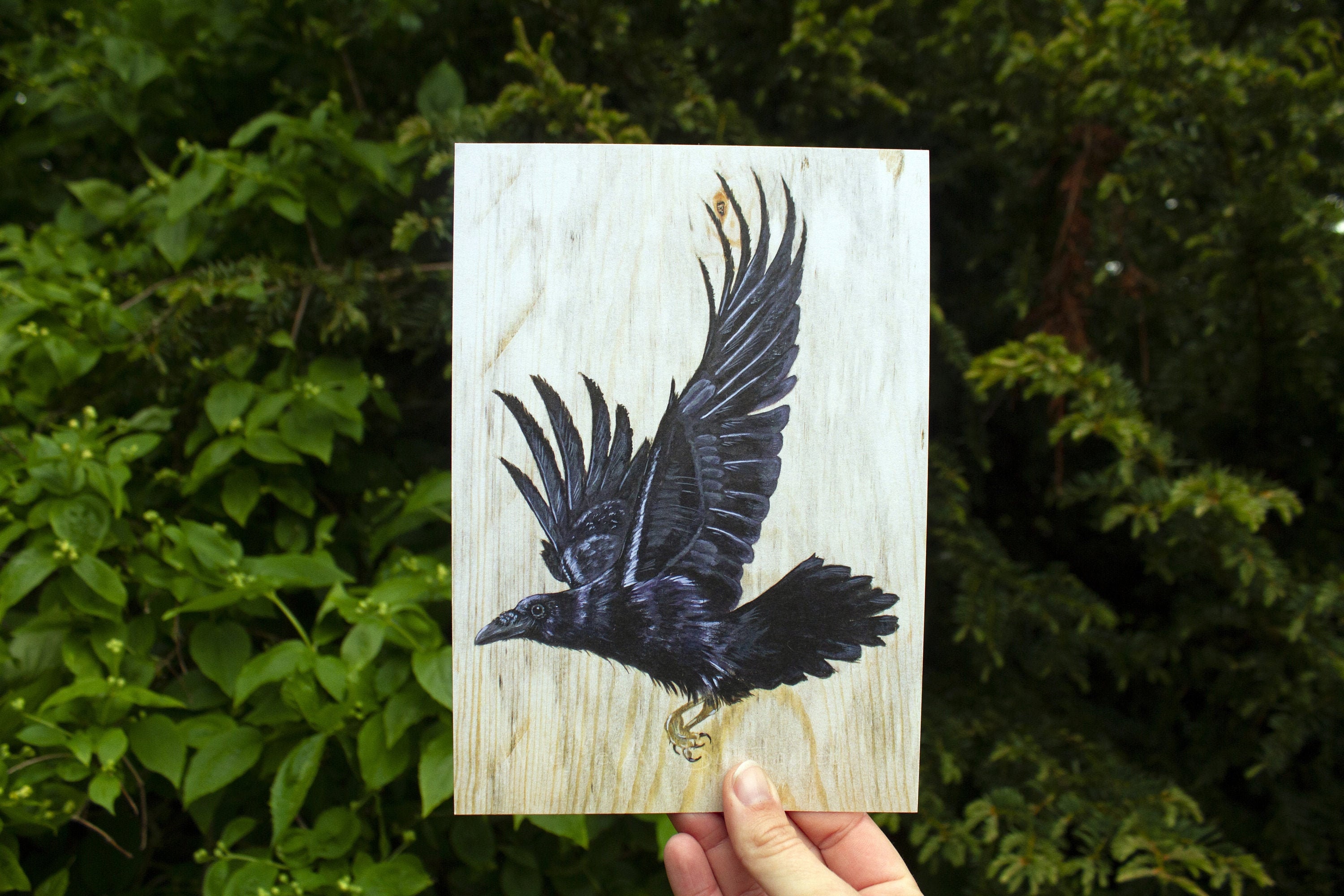 Raven Art Print A5 Size Bird in Flight | Etsy