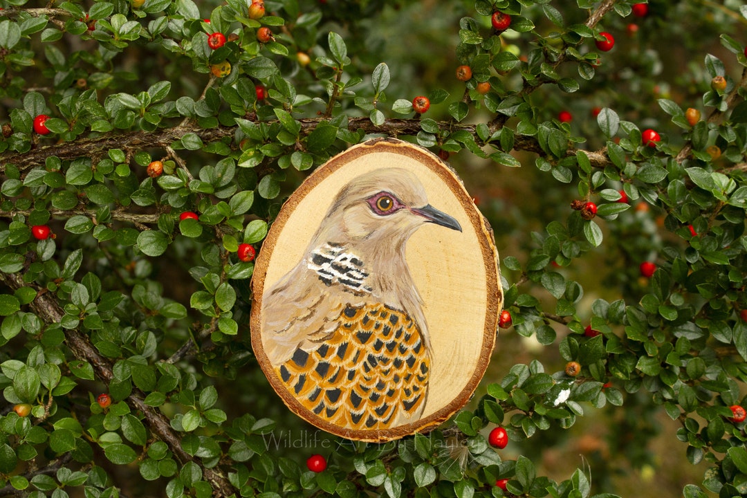 Turtle Dove Painting on a Recycled Birch Wood Slice - Etsy