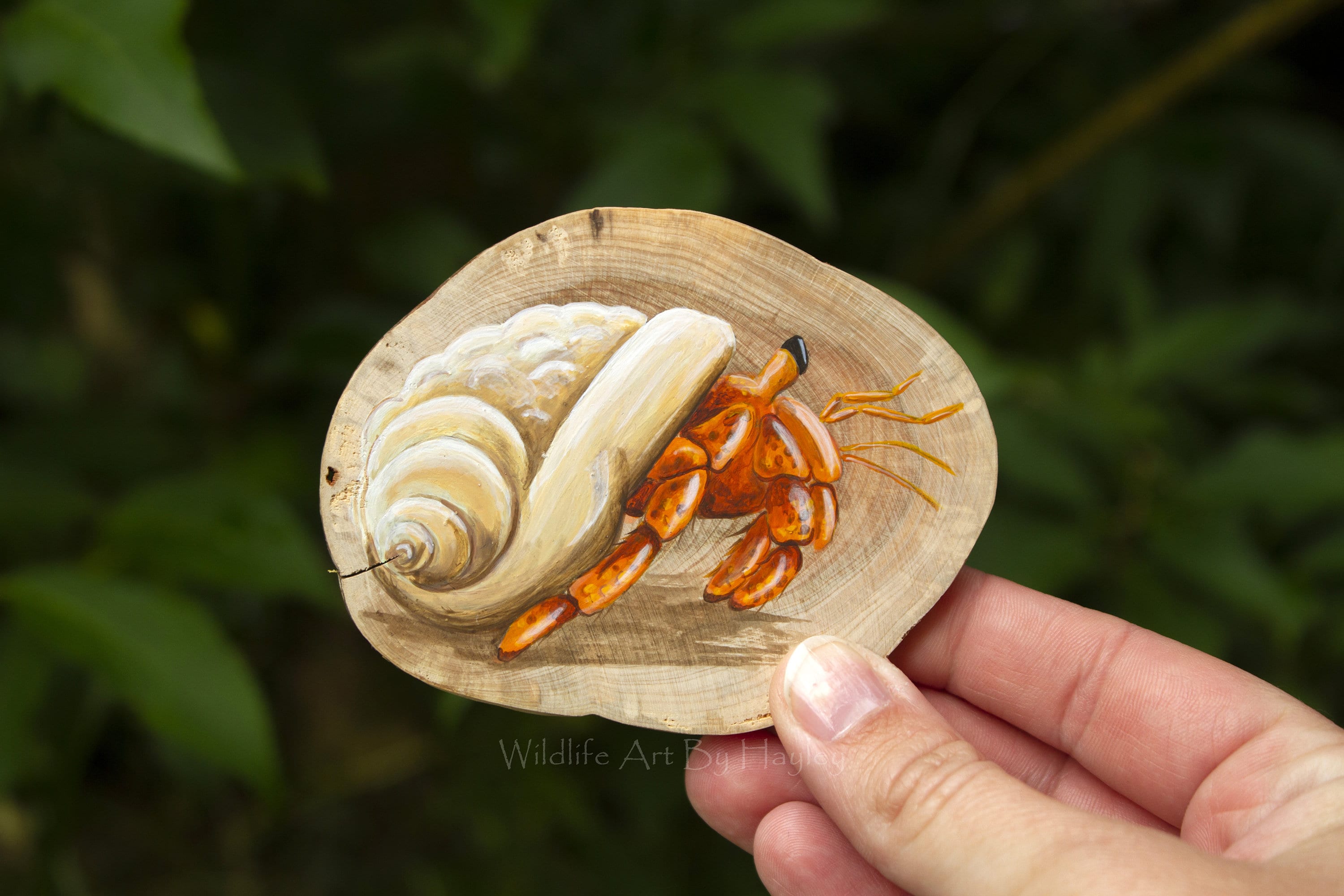 Cute Hermit Crabs With Painted Shells