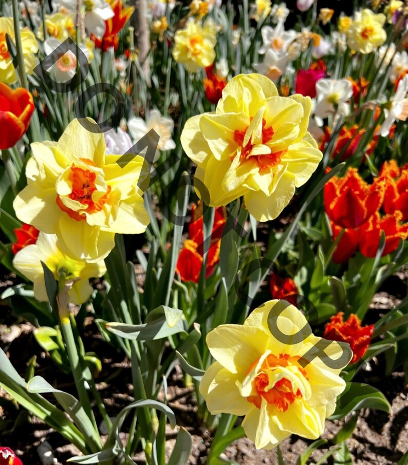Yellow Daffodils - Digital Download - Image - Royalty Free - Spring ...