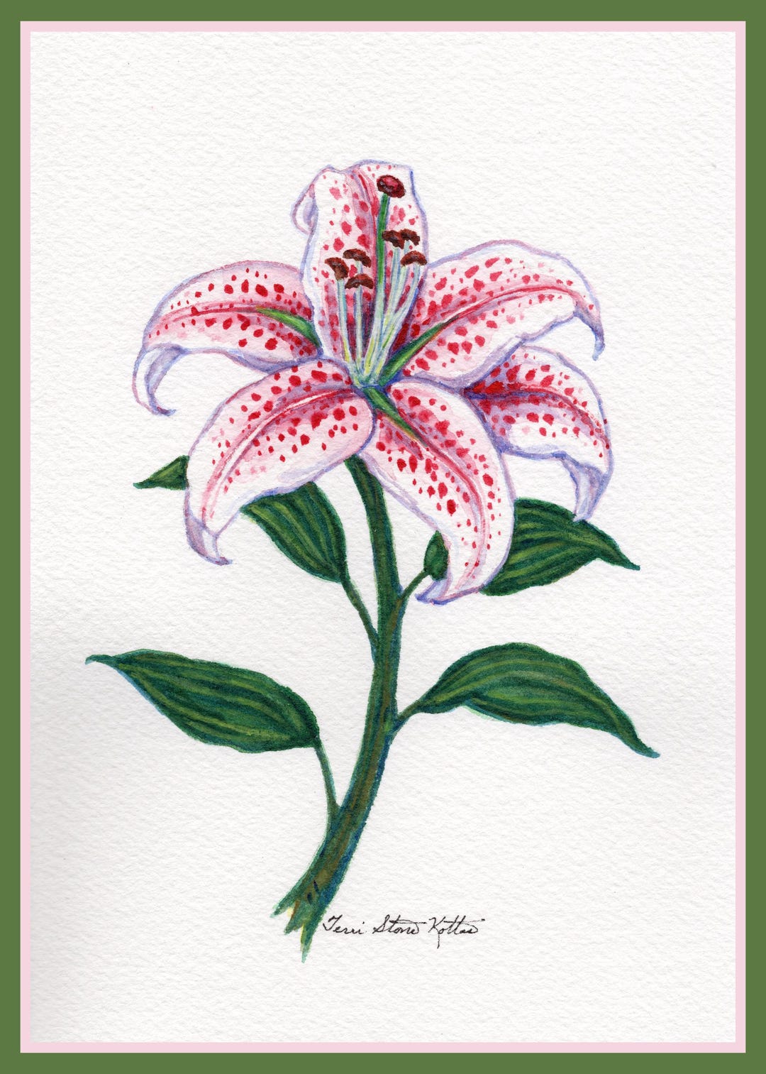 Stargazer Lilly (box of 5ea-greeting Cards Size 5" X 7" 1/2-fold) - Etsy